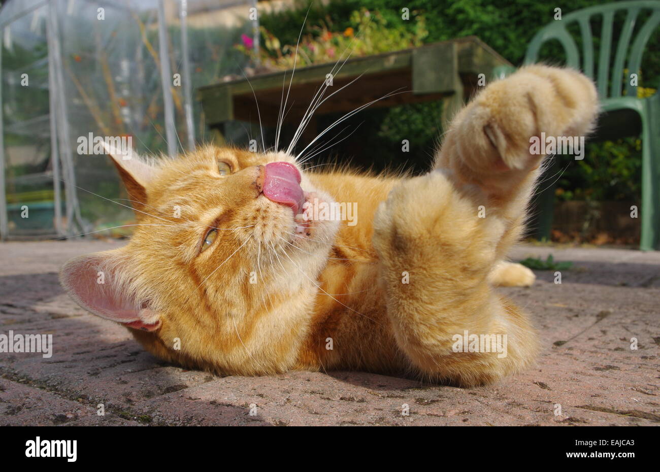 Ginger cat playing on patio Stock Photo - Alamy