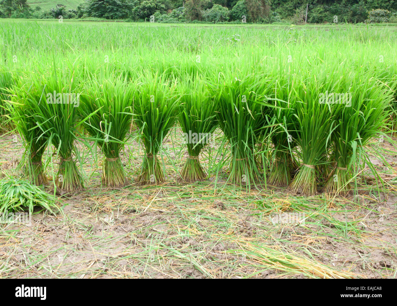 Rice Seedlings Paddy Stock Photos & Rice Seedlings Paddy Stock Images ...