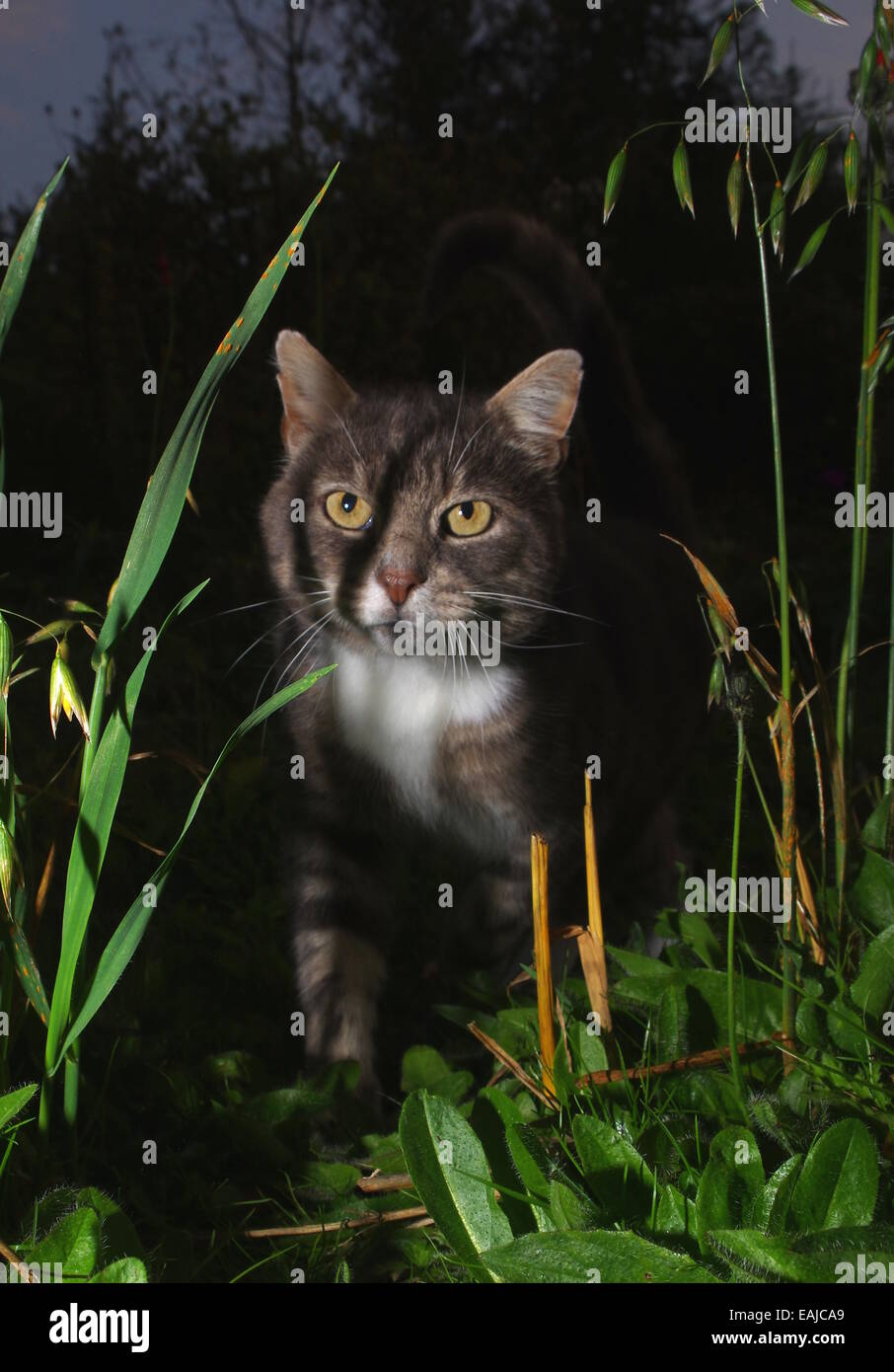 The night hunter Stock Photo - Alamy