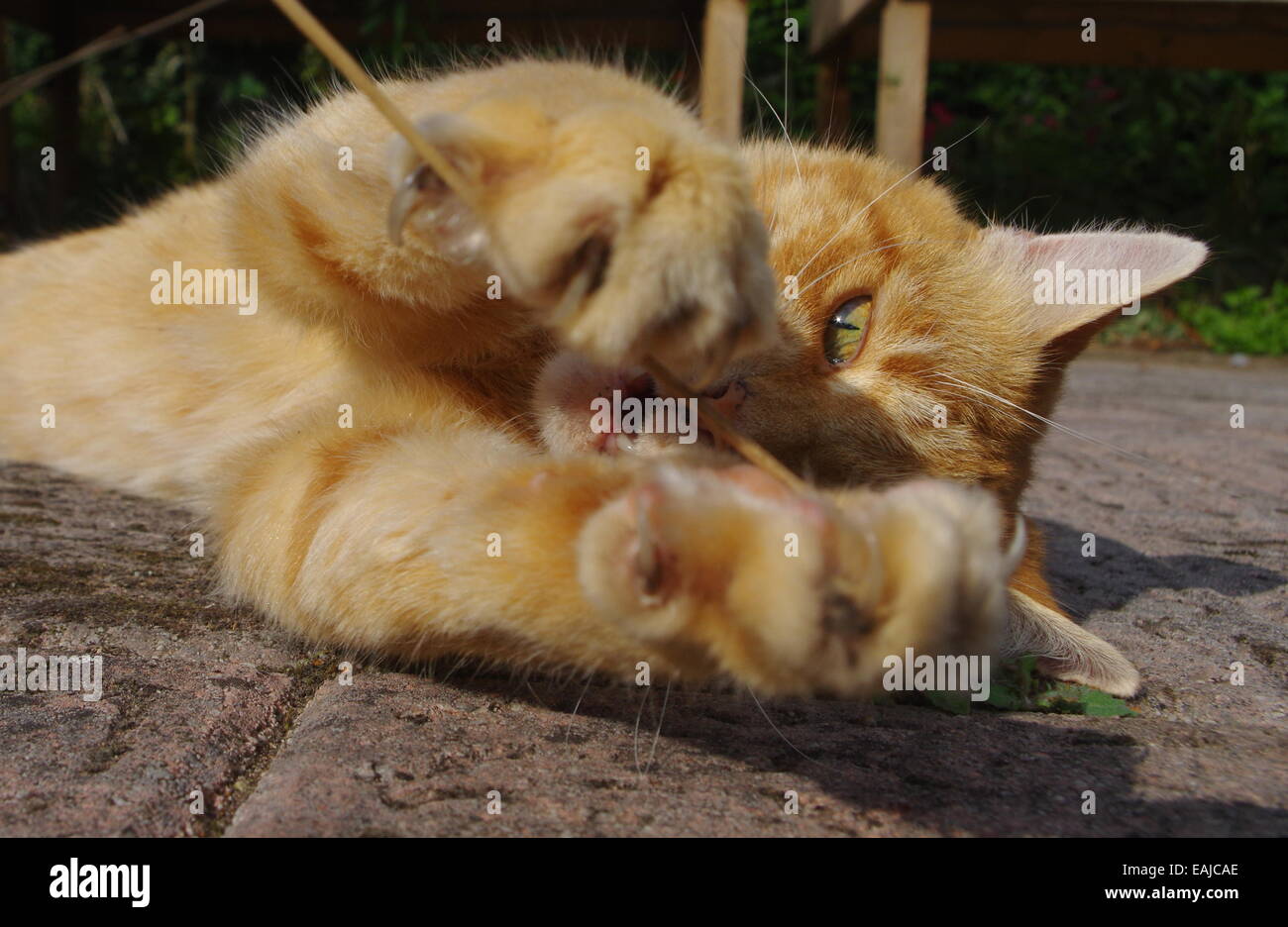 Ginger cat playing on patio Stock Photo - Alamy