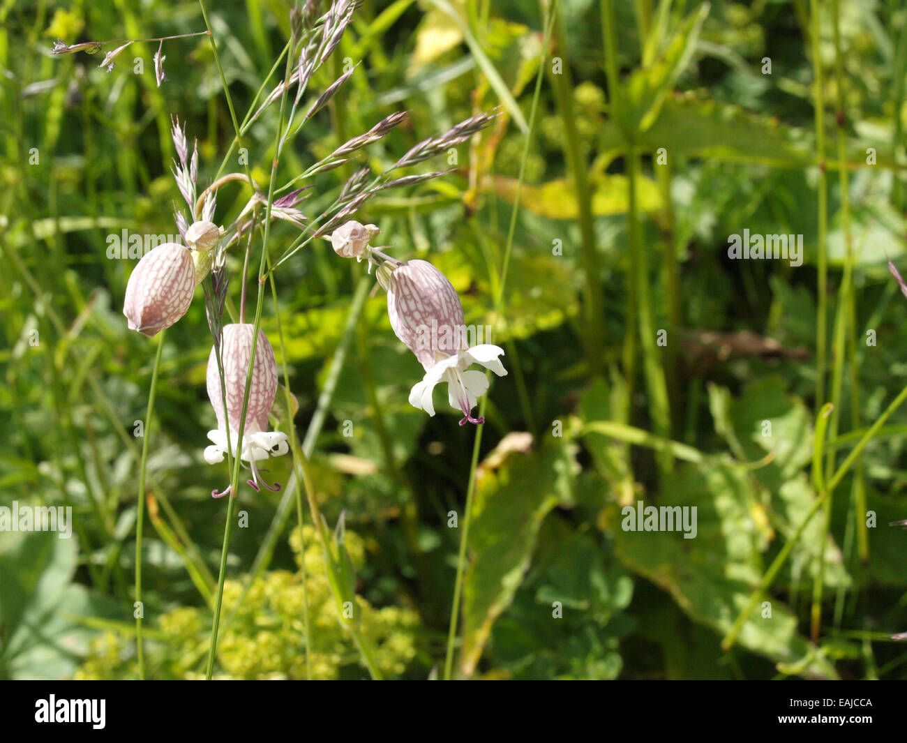 Blue campion hi-res stock photography and images - Alamy