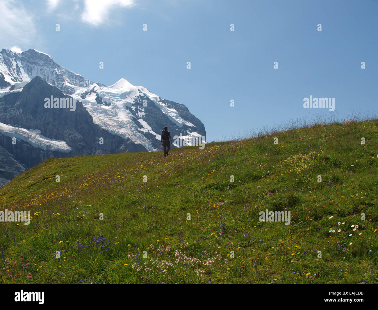 Swiss Mountain Meadow Stock Photo - Alamy