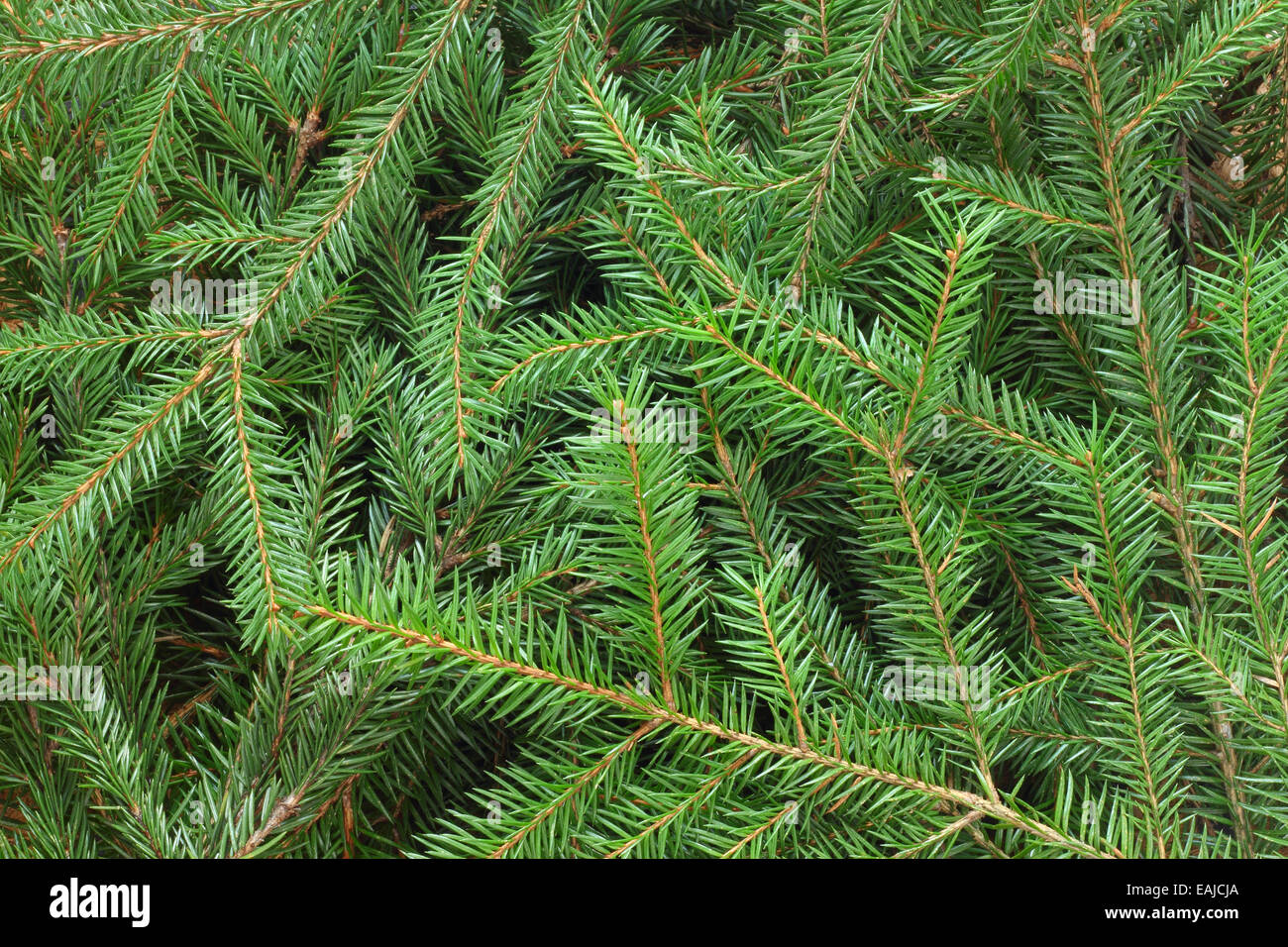 Part of fir tree hi-res stock photography and images - Alamy