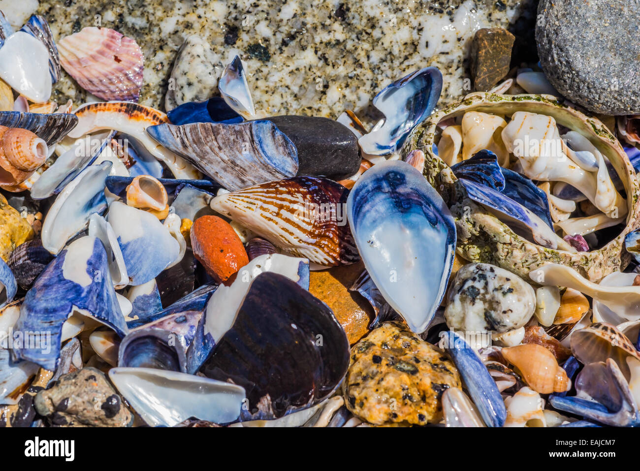 Broken Shell And Sand Stock Photos & Broken Shell And Sand Stock Images ...