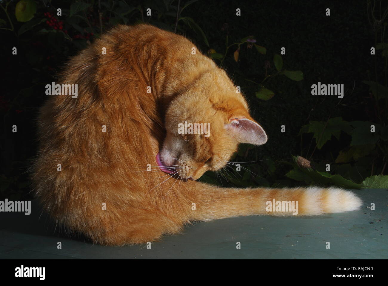 Ginger cat licking tail Stock Photo - Alamy