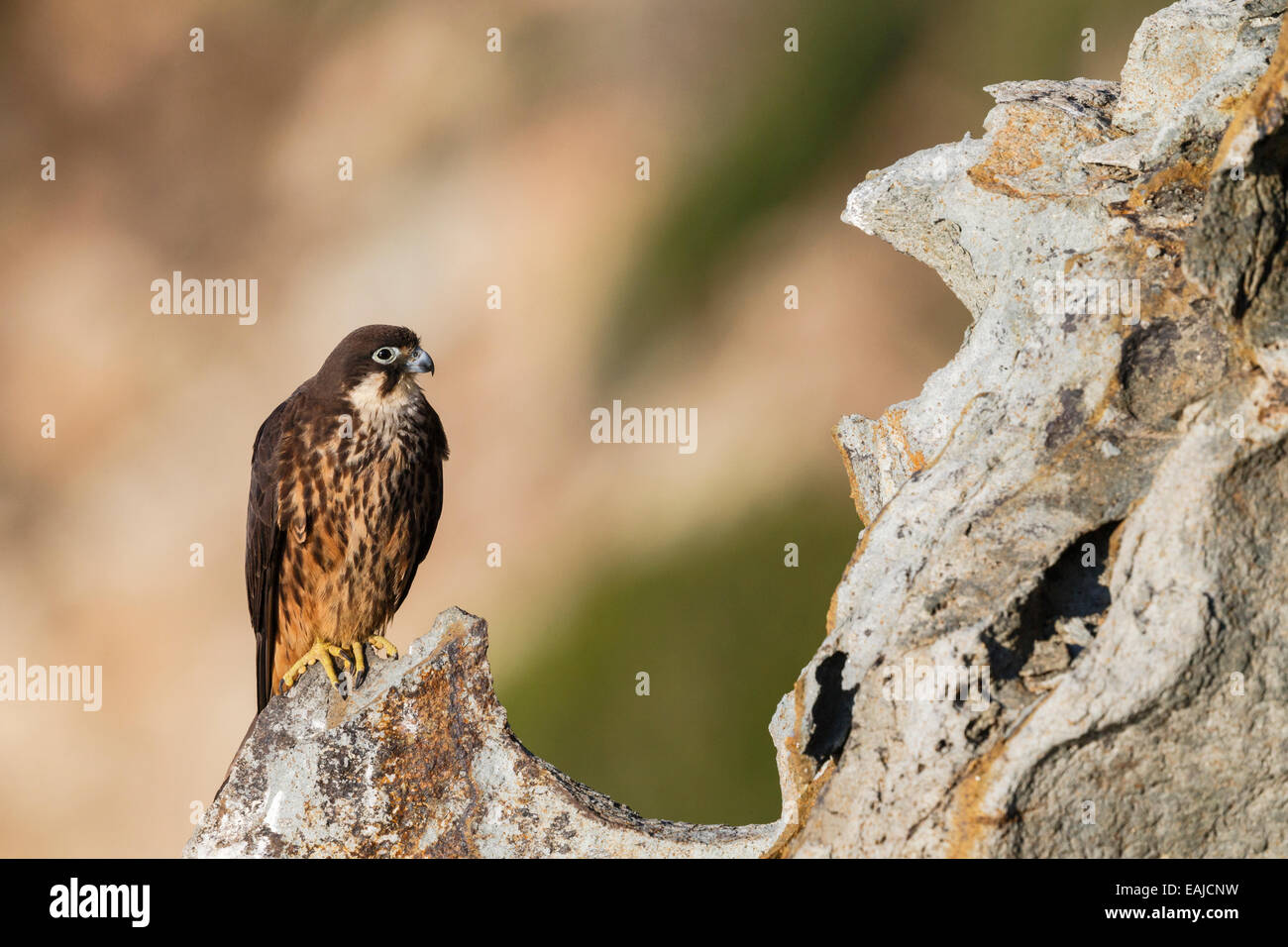 Eleonorae hi-res stock photography and images - Alamy