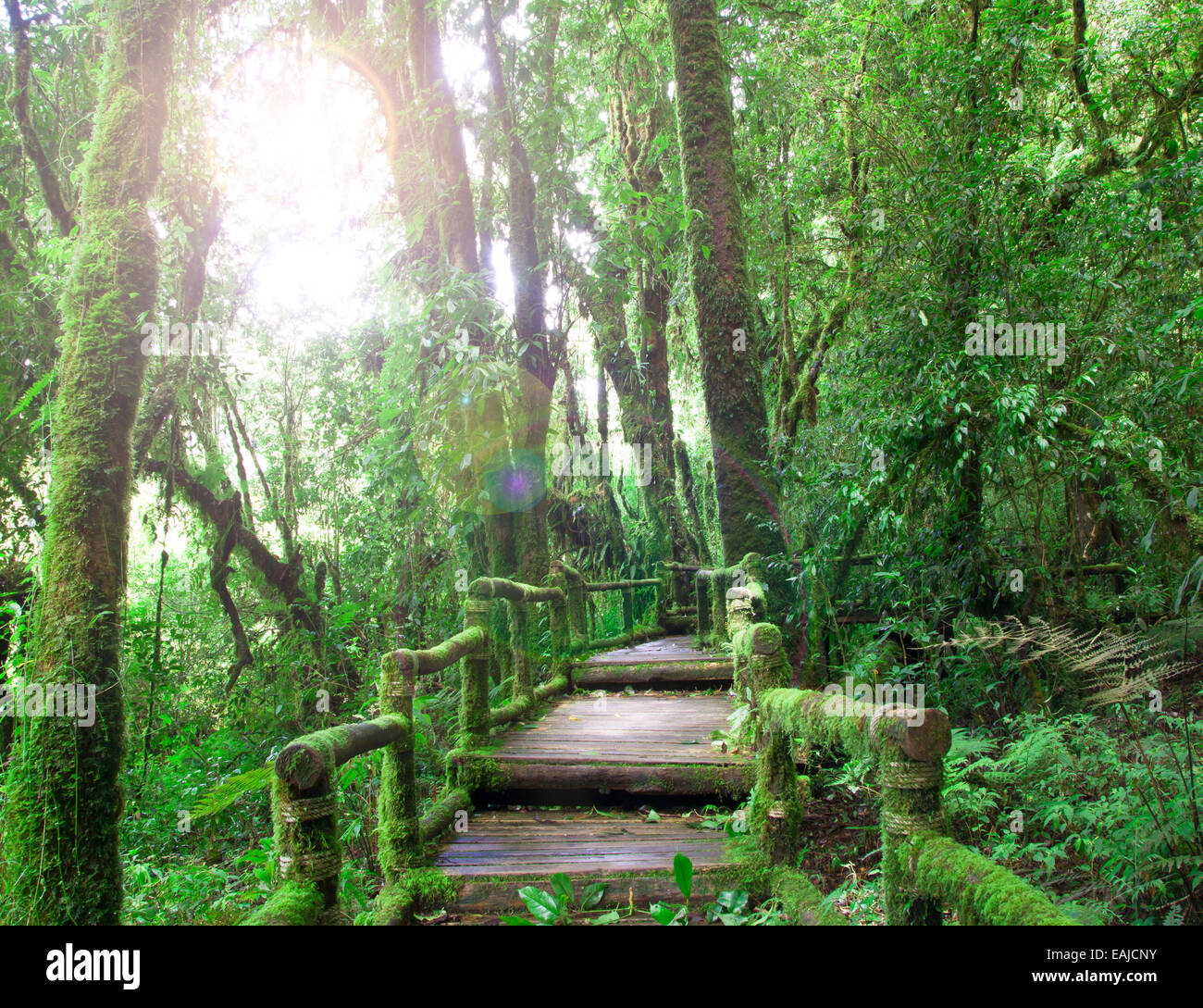 Doi inthanon national park hi-res stock photography and images - Alamy