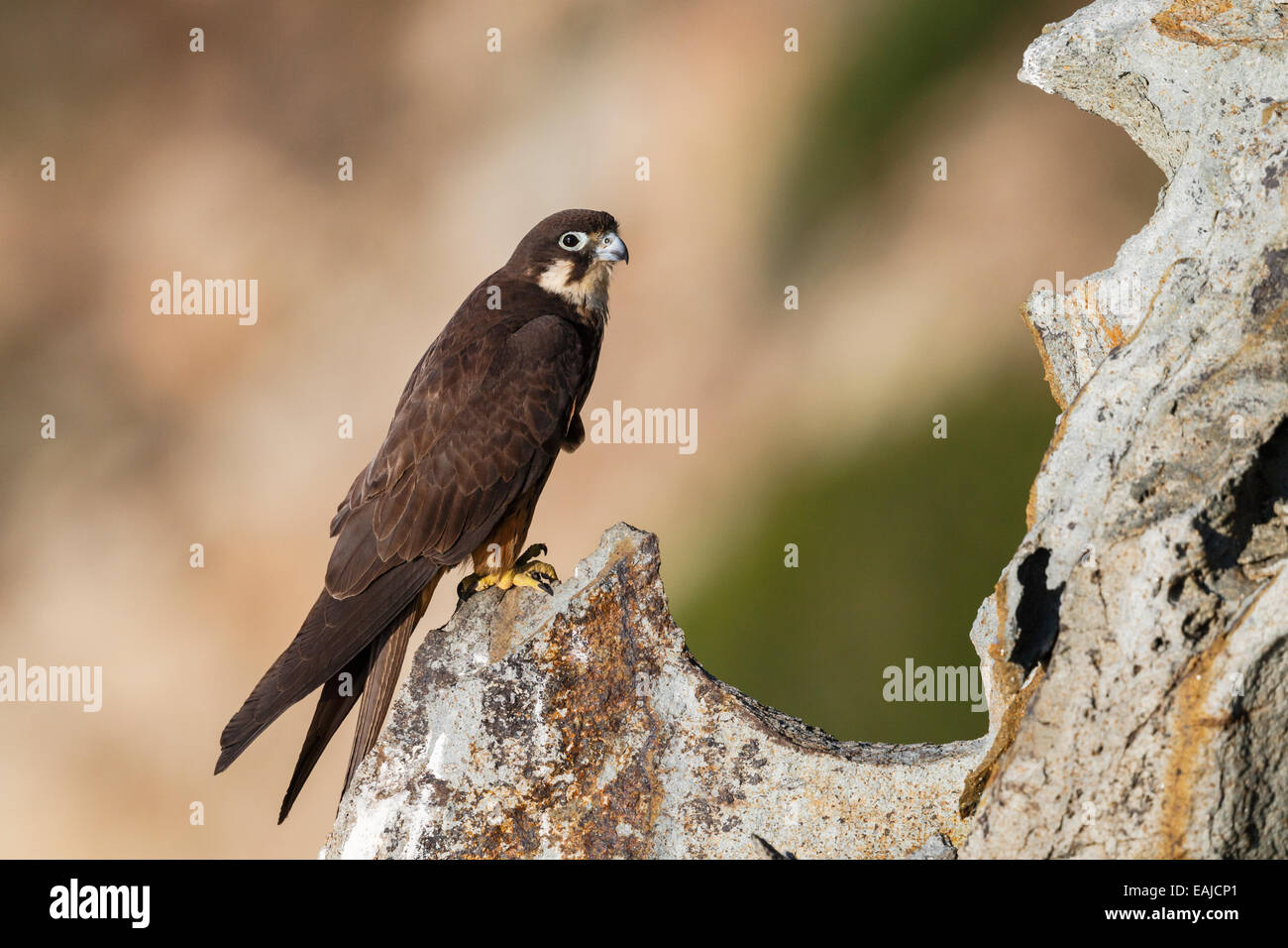 Eleonora's Falcon - Falco eleonorae Stock Photo - Alamy