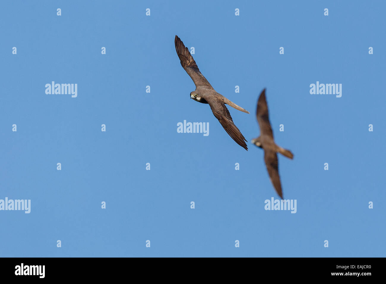 Eleonoras falcon hi-res stock photography and images - Alamy