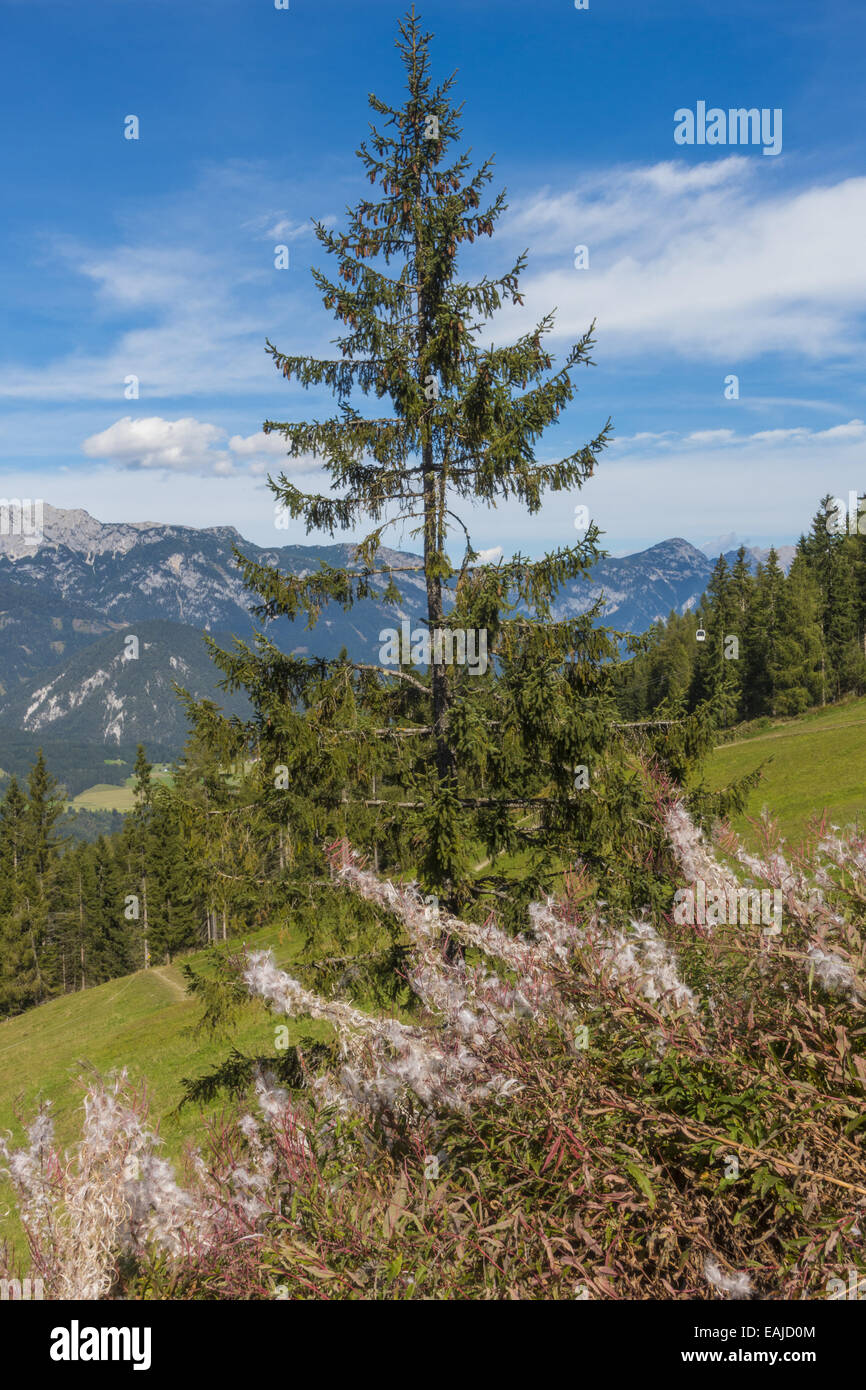 Planai, view to alps, Austria, Styria Stock Photo - Alamy