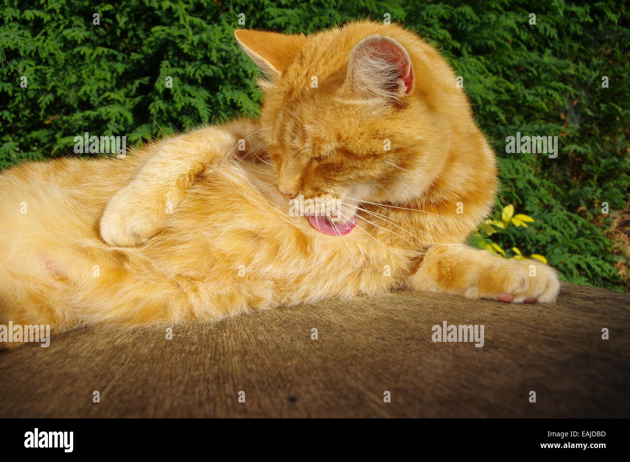 Ginger cat licking fur on garden table Stock Photo - Alamy