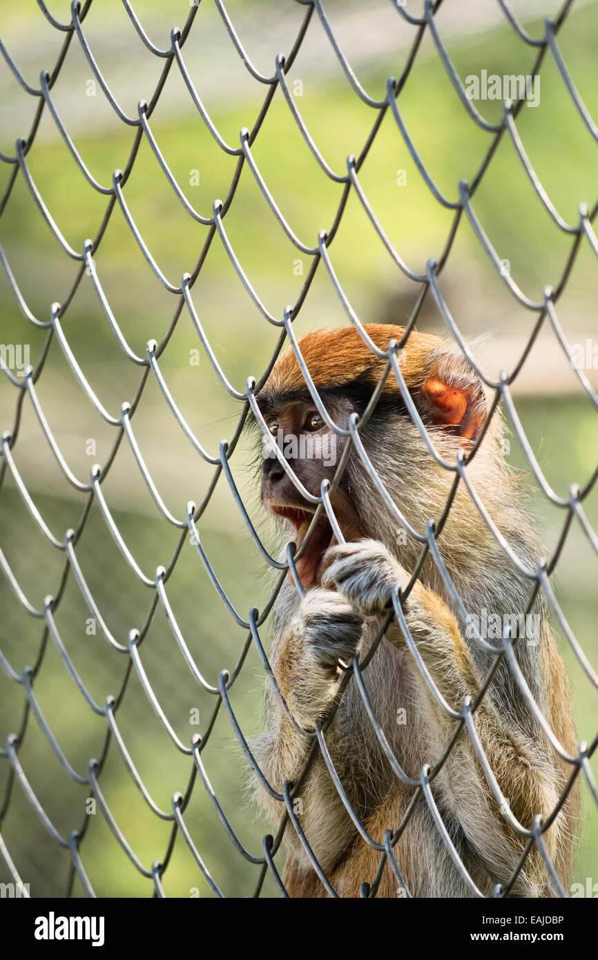 Monkey hand behind cage zoo hi-res stock photography and images - Alamy