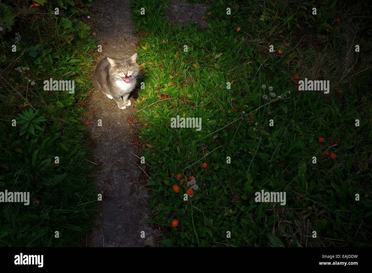 Wailing hi-res stock photography and images - Alamy