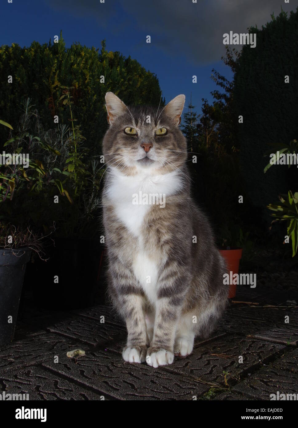 Tabby cat sat on patio at night Stock Photo - Alamy