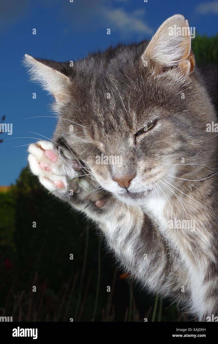Tired cat hi-res stock photography and images - Alamy