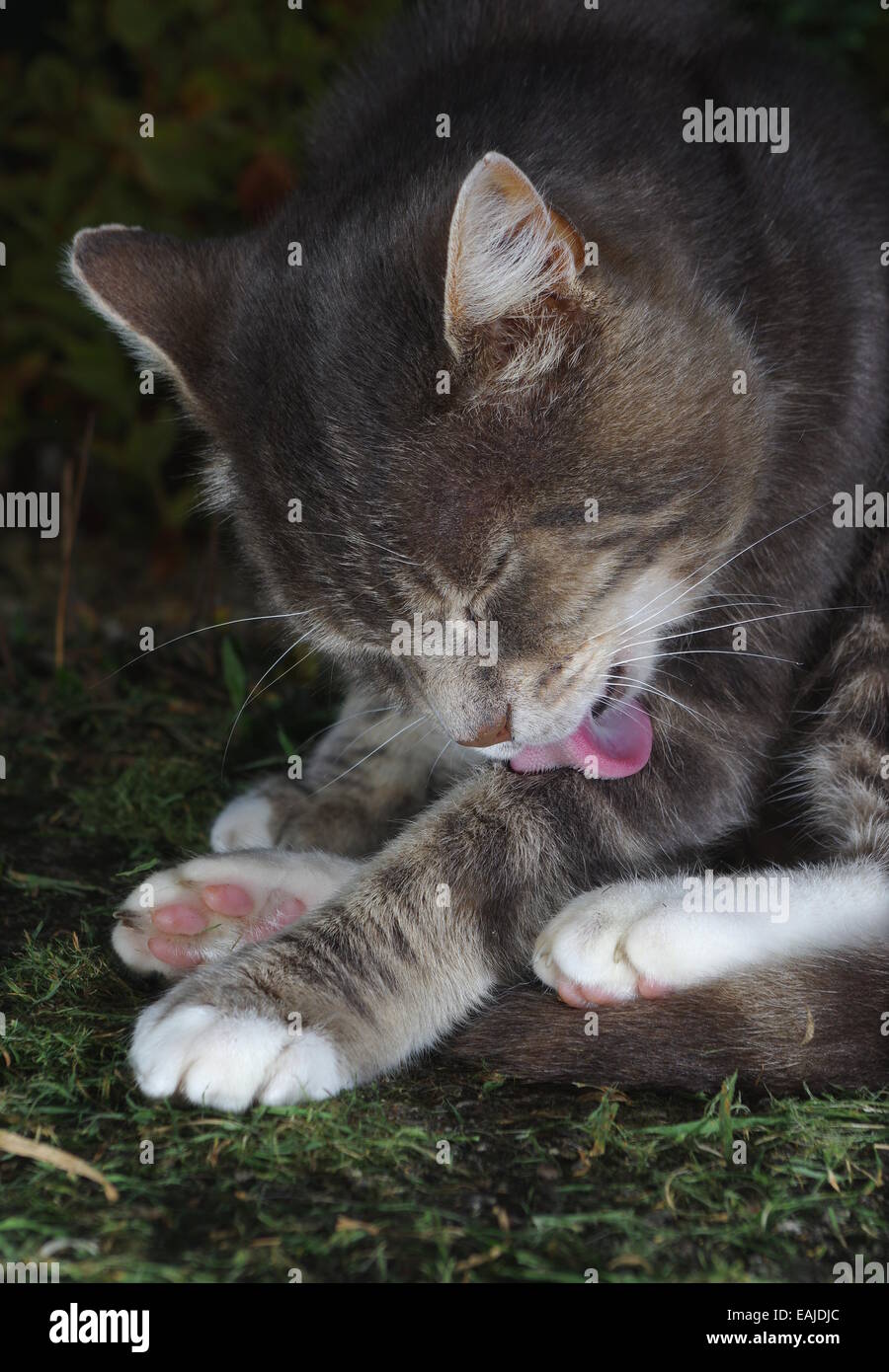 Fur of tabby cat hi-res stock photography and images - Alamy