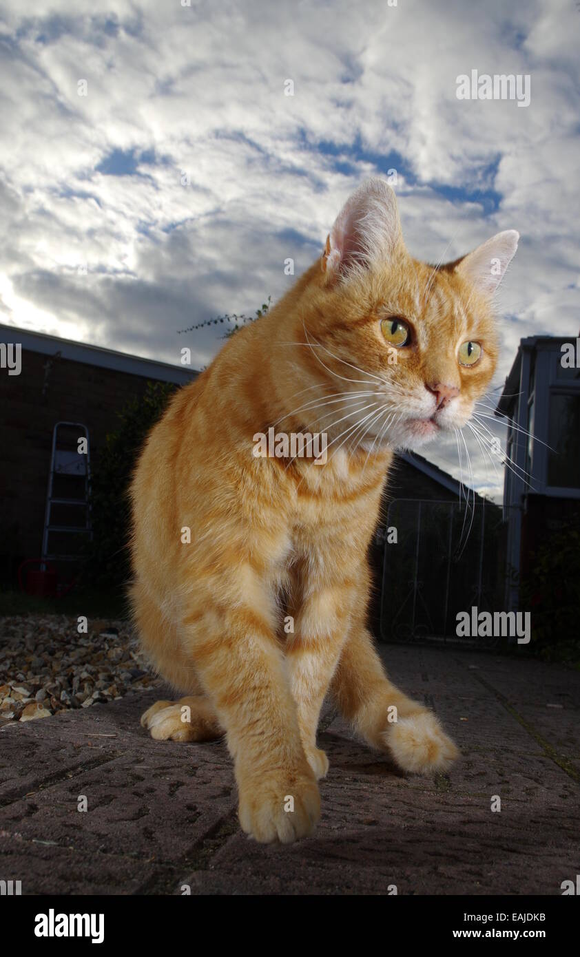 Ginger cat on garden path Stock Photo - Alamy