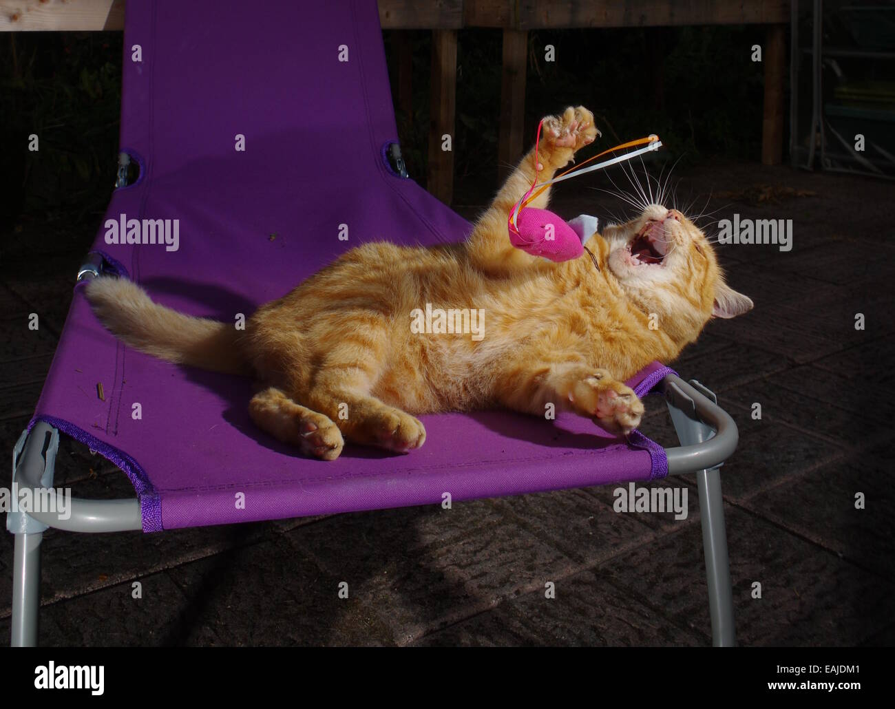 Ginger cat playing with toy mouse Stock Photo - Alamy