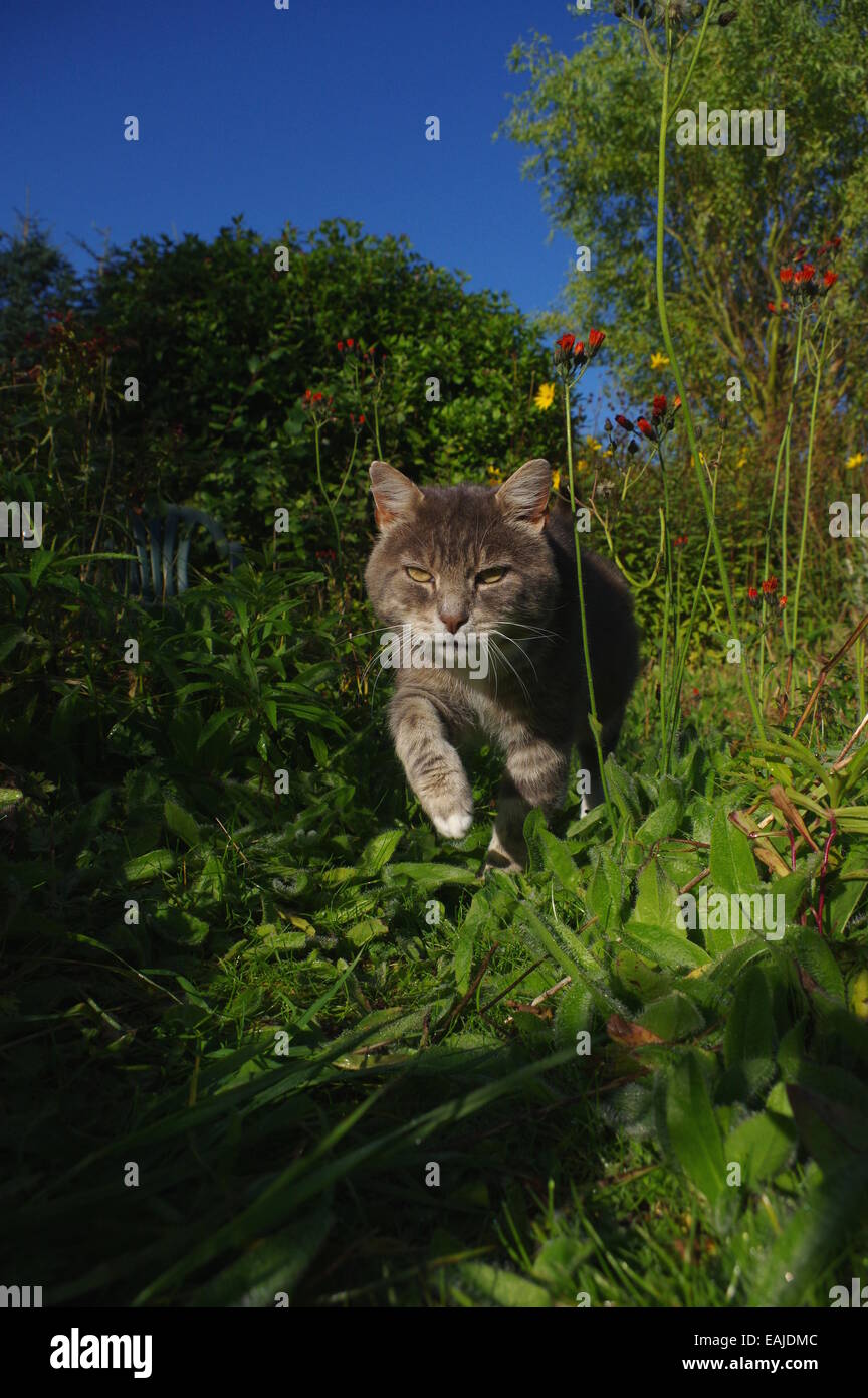 Tabby cat hunting in garden Stock Photo - Alamy