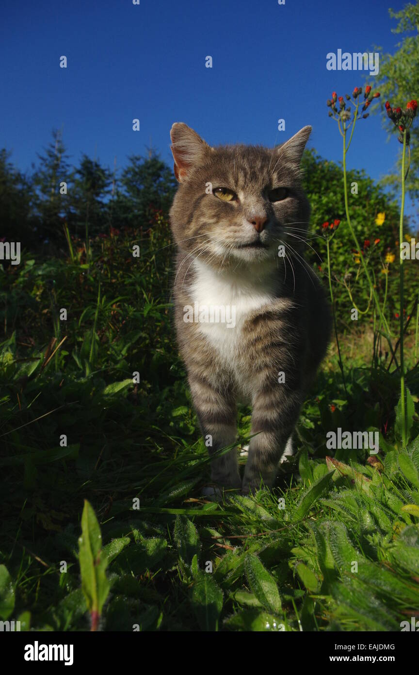 Tabby cat hunting in garden Stock Photo - Alamy