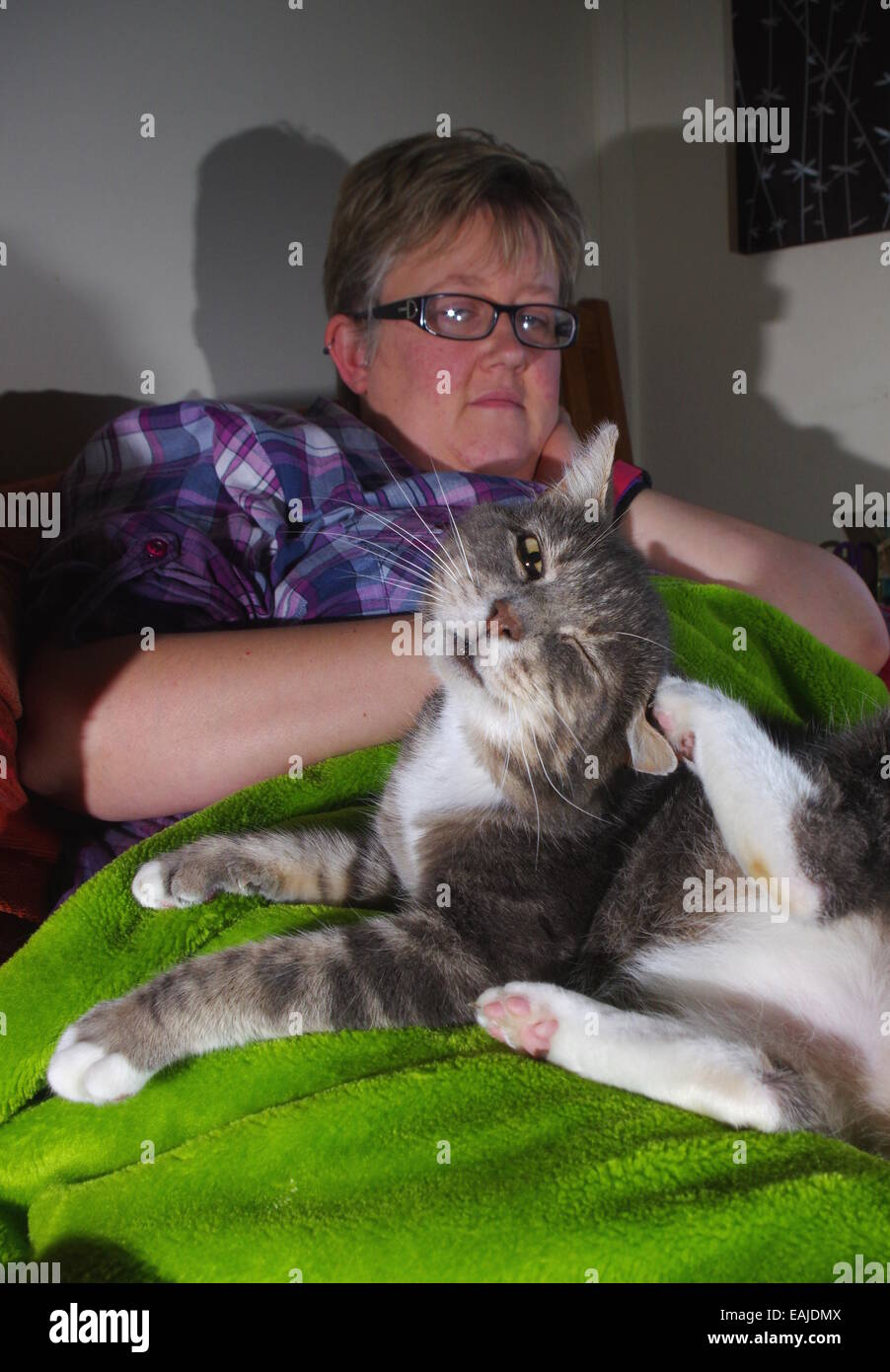 Tabby cat on couch with owner Stock Photo - Alamy