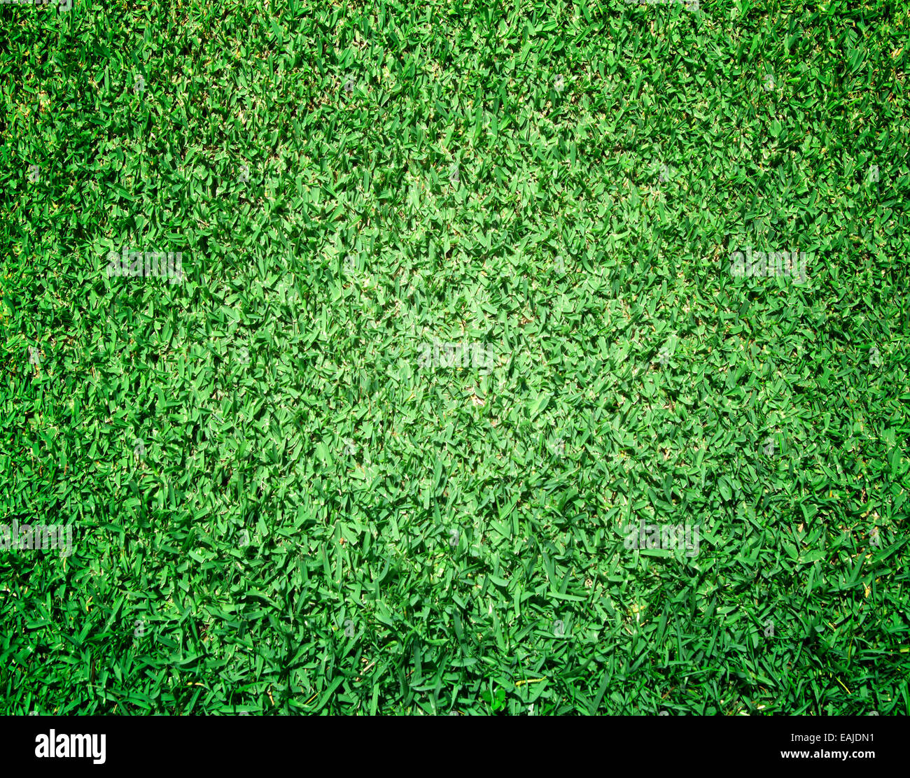 Golf Grass Texture