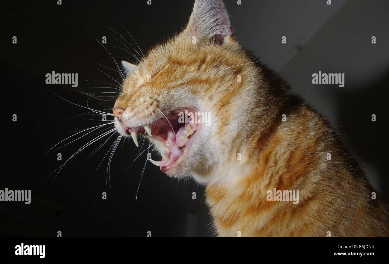 Cat Yawning From Side