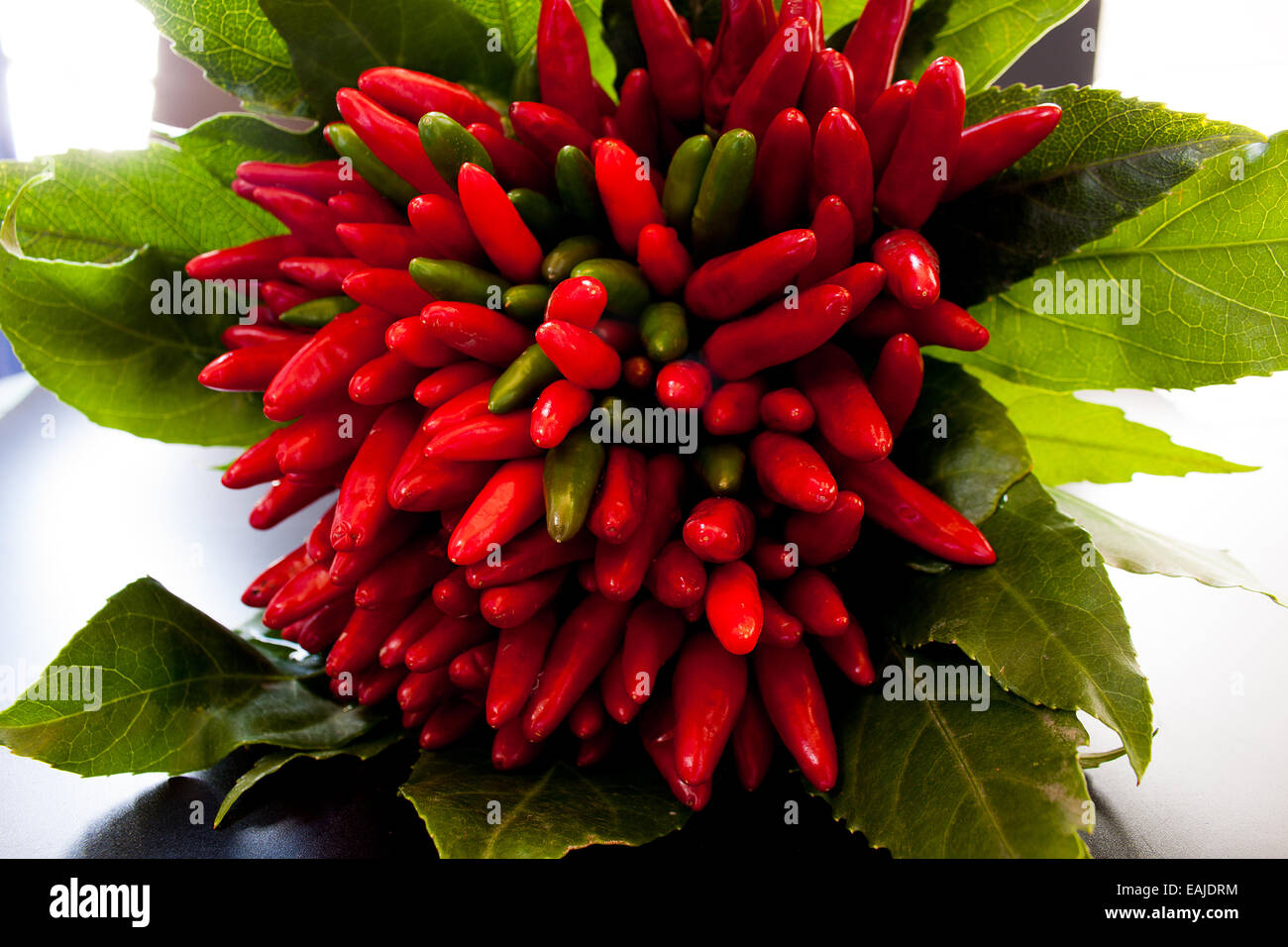 chiles strong photographed on bench Stock Photo - Alamy