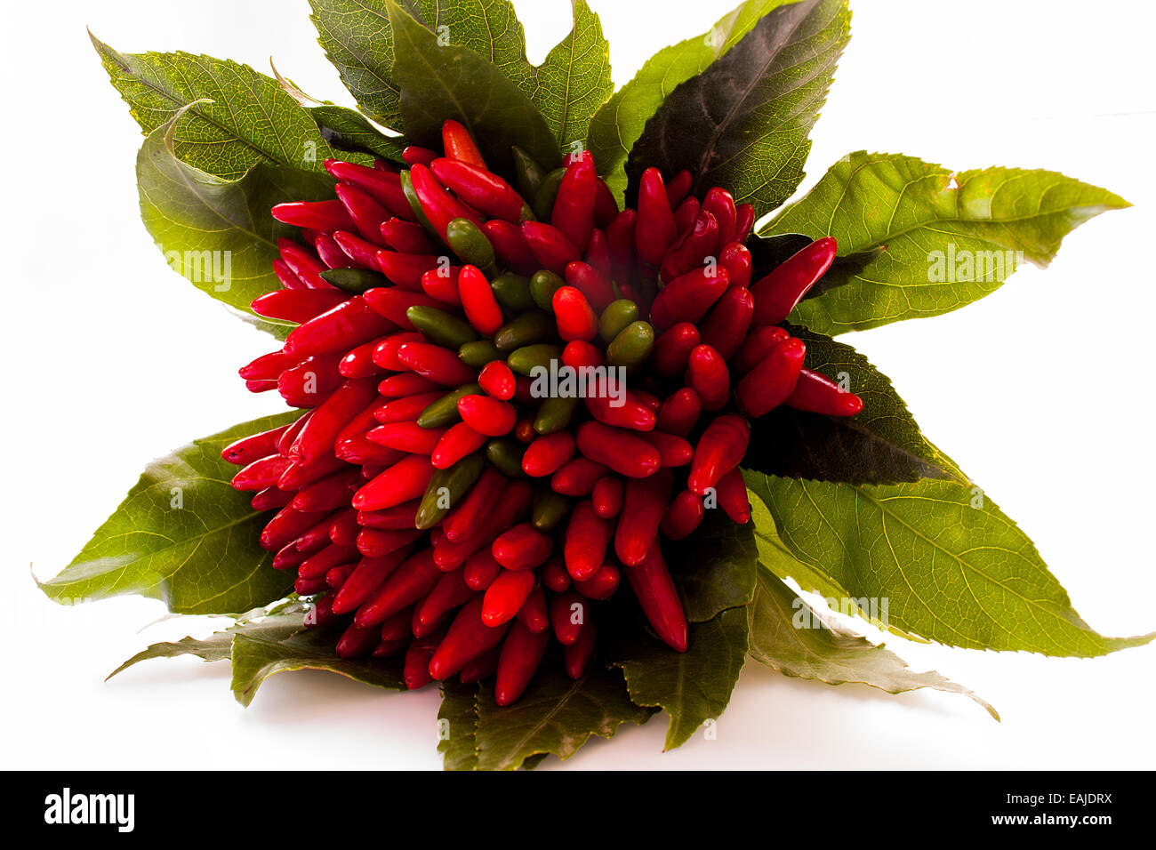 chiles strong photographed on bench Stock Photo - Alamy
