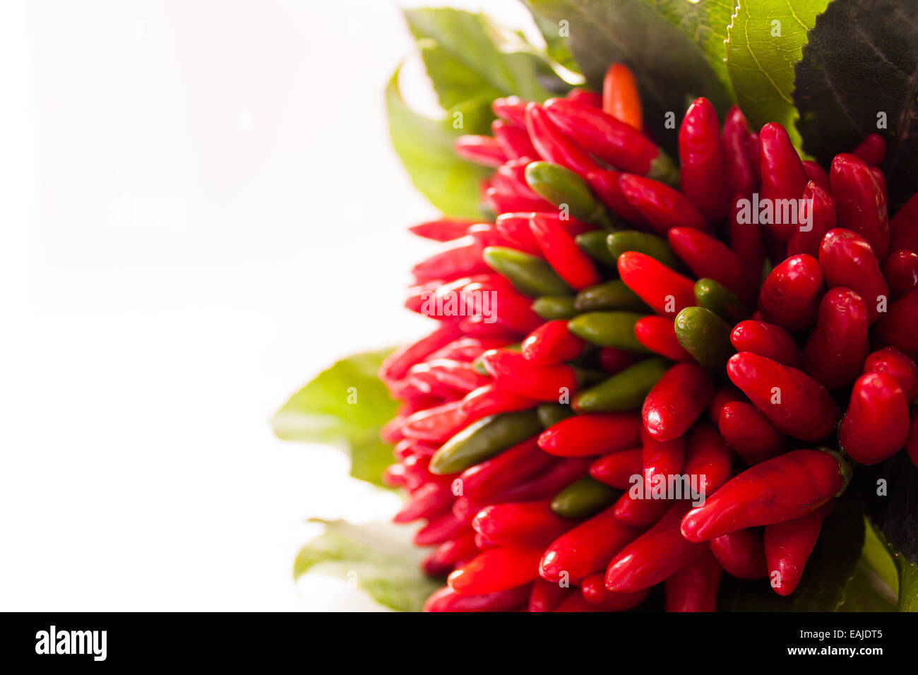chiles strong photographed on bench Stock Photo - Alamy