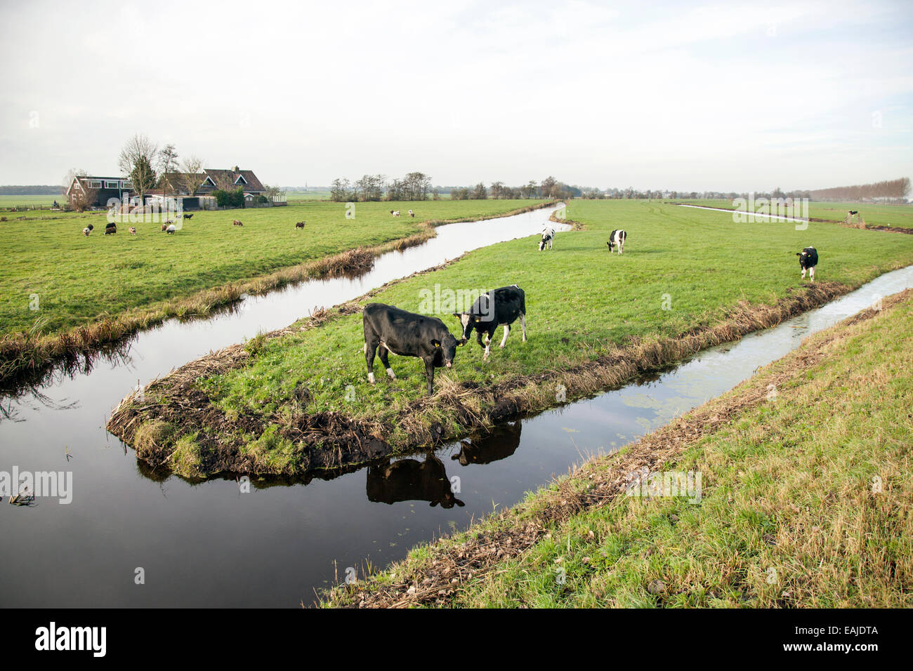 landscape with cows and farm house in the netherlands Stock Photo - Alamy