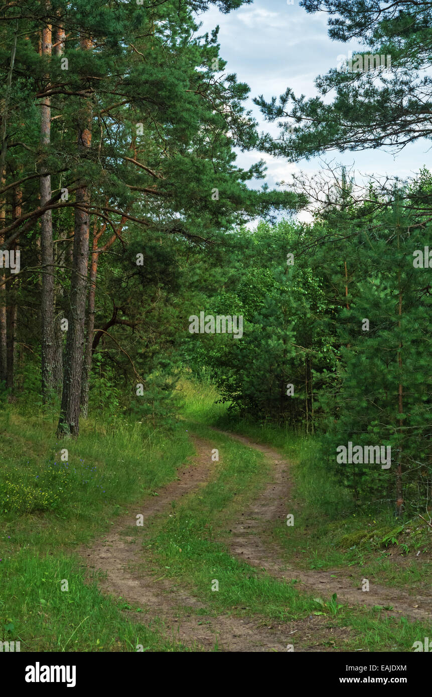 Forest landscape. Grass road Stock Photo - Alamy
