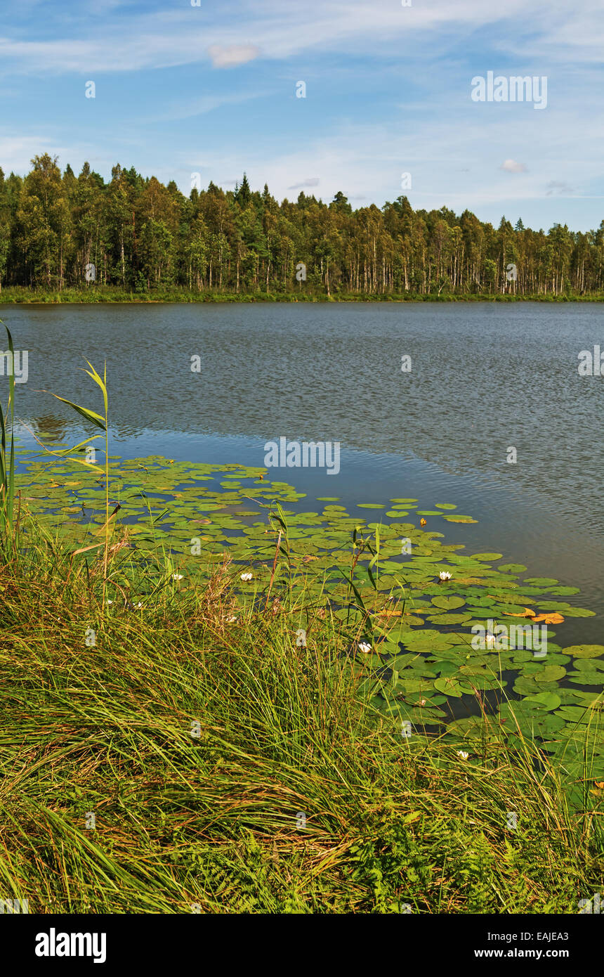 Summer lake landscape. The lake with brown water. Color of water from a ...