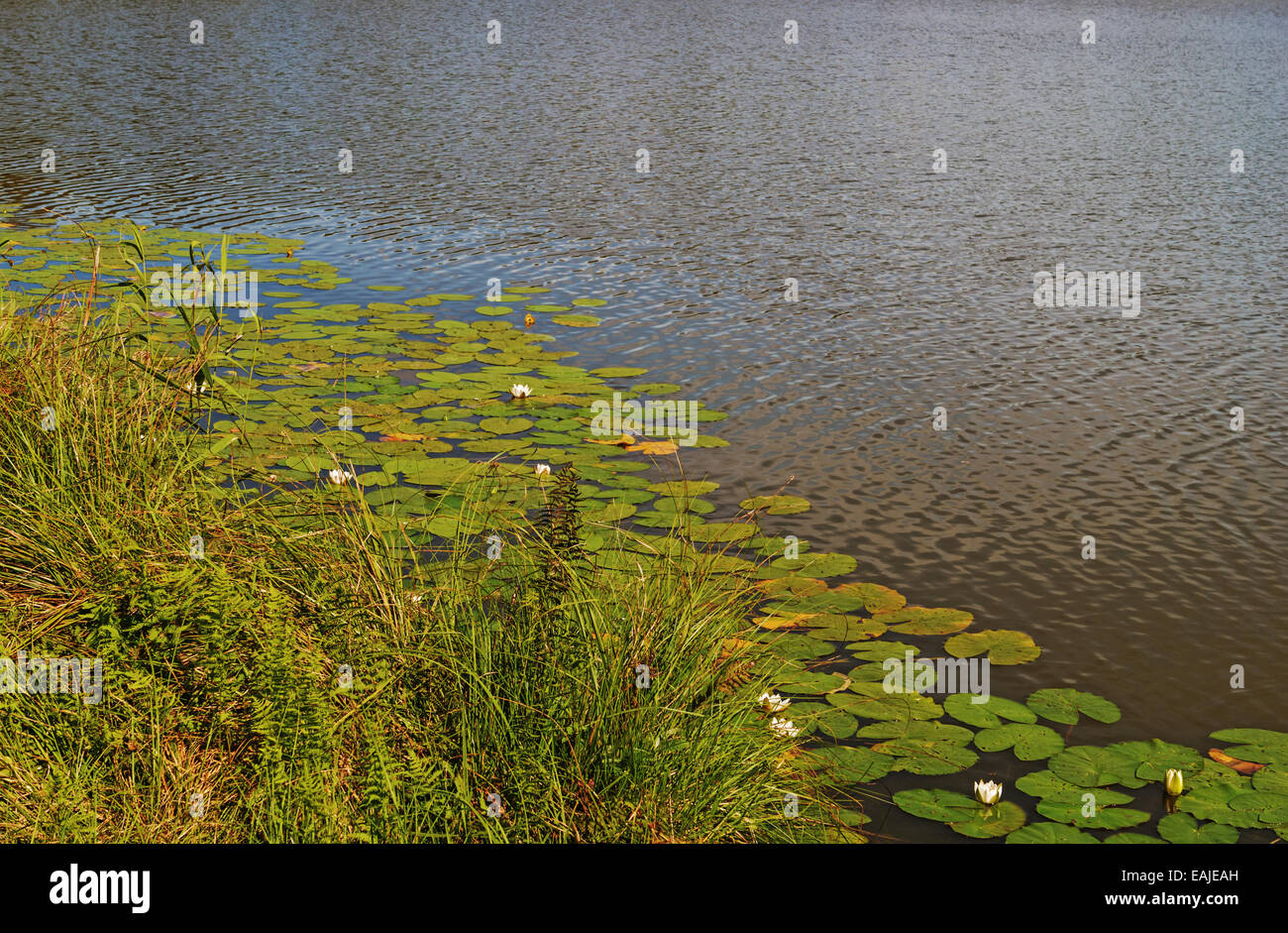 Summer lake landscape. The lake with brown water. Color of water from a ...