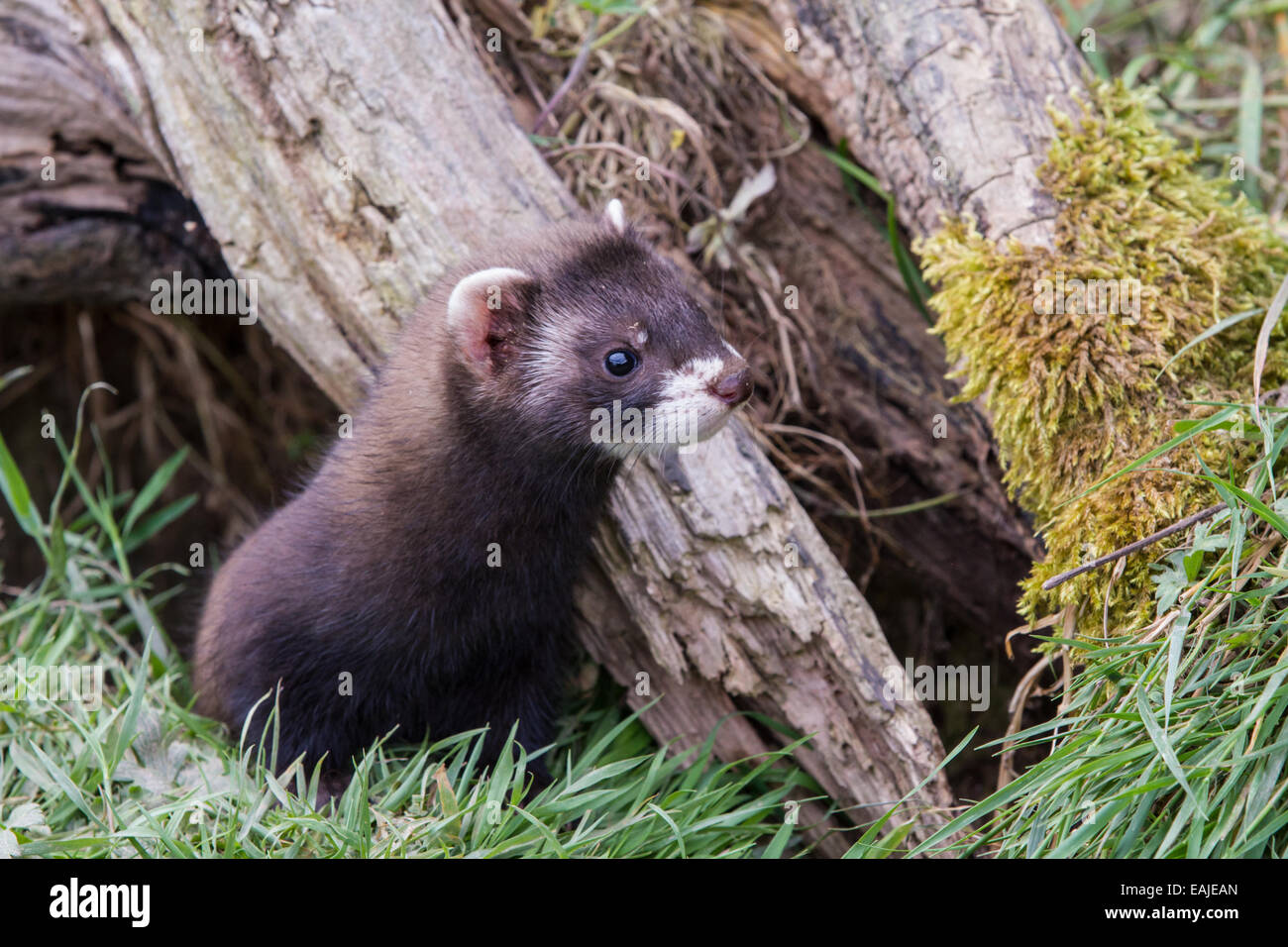 Polecat uk young hi-res stock photography and images - Alamy