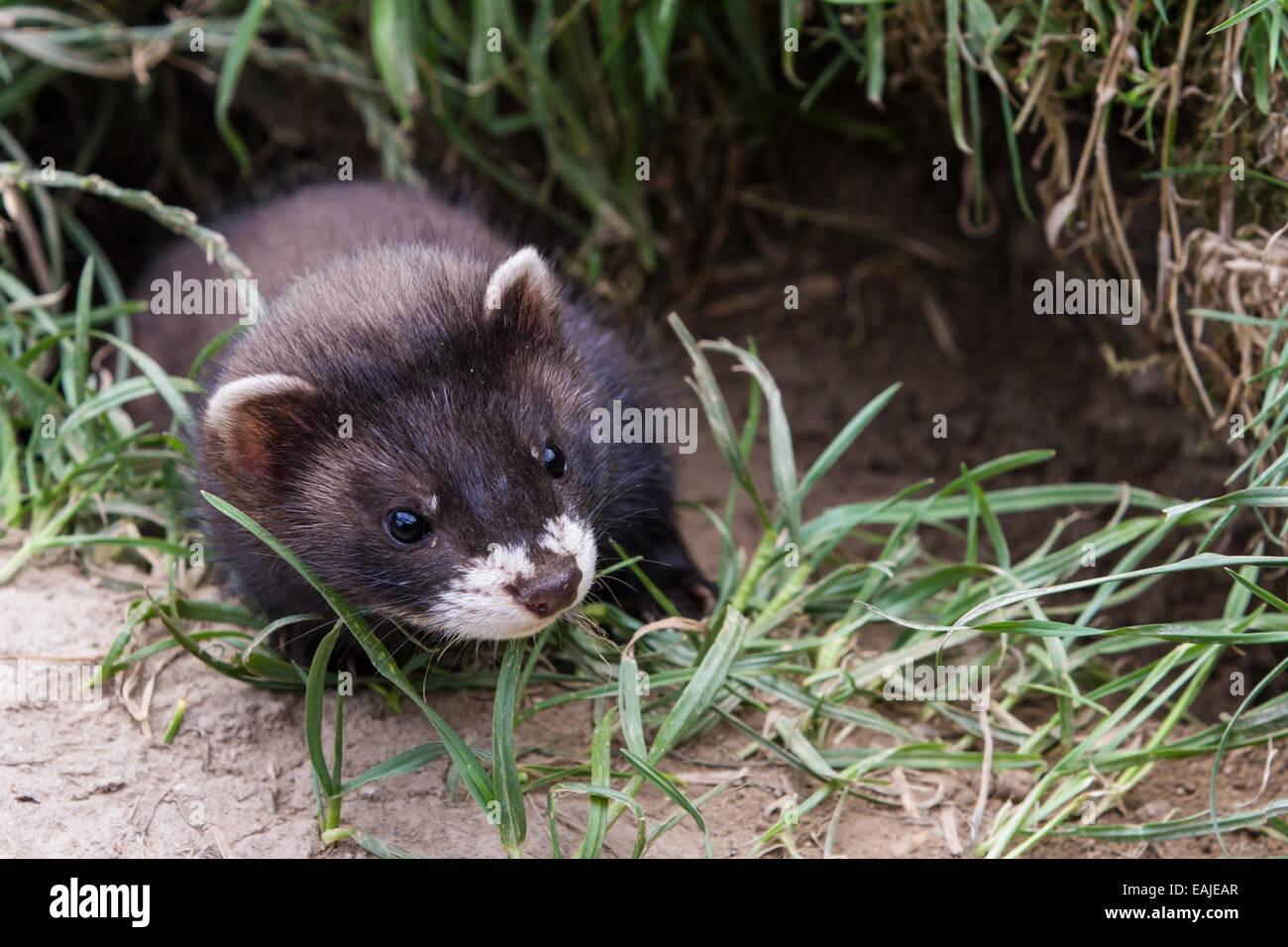 Polecat uk young hi-res stock photography and images - Alamy