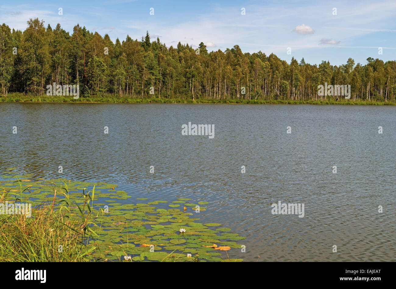 Summer lake landscape. The lake with brown water. Color of water from a ...