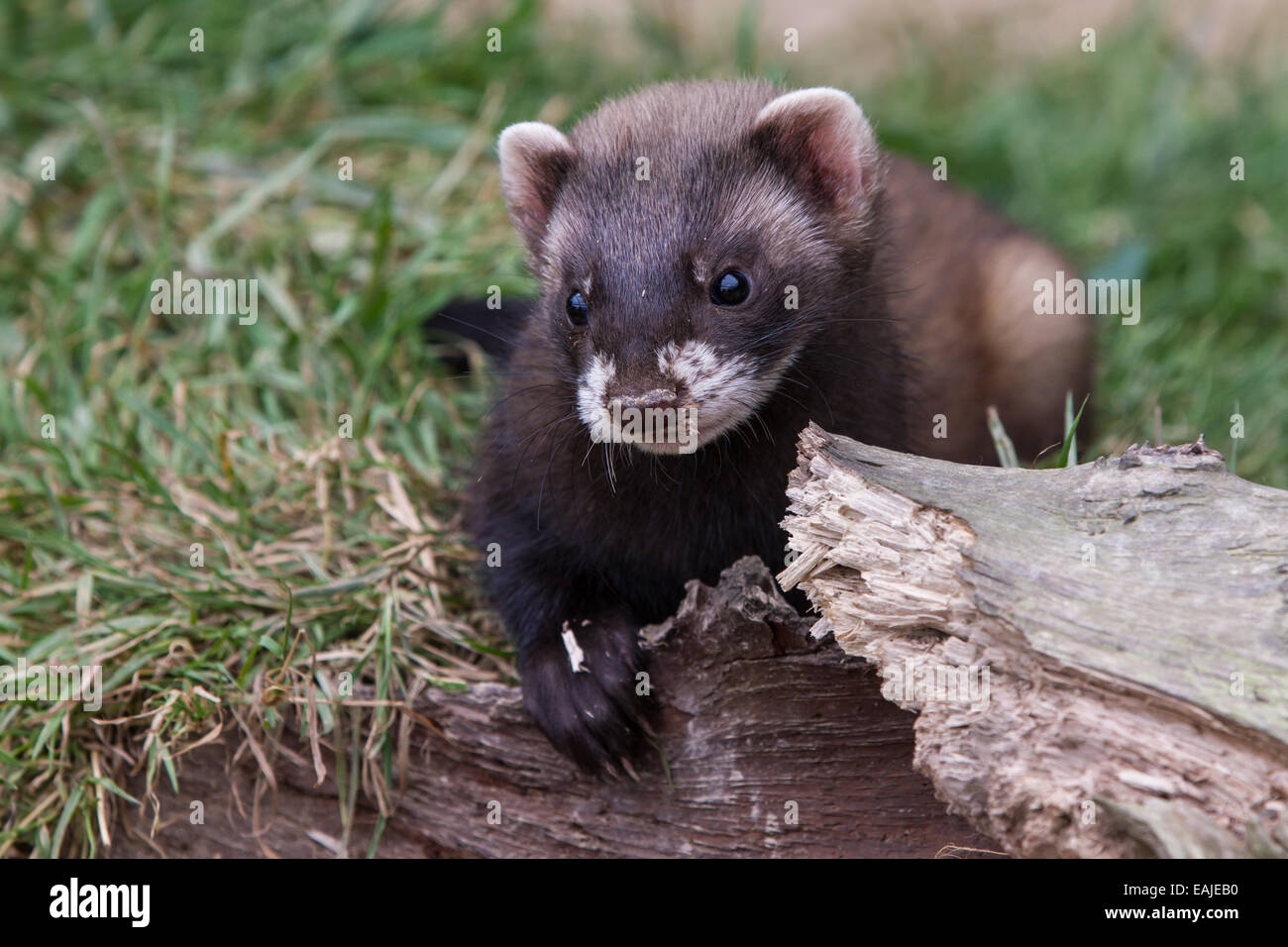 Polecat Uk Young High Resolution Stock Photography and Images - Alamy