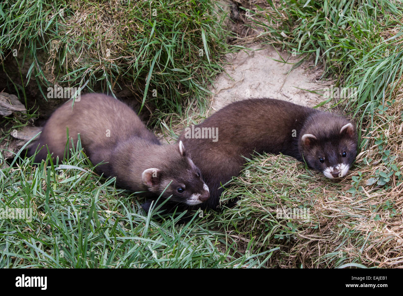 Polecat uk young hi-res stock photography and images - Alamy