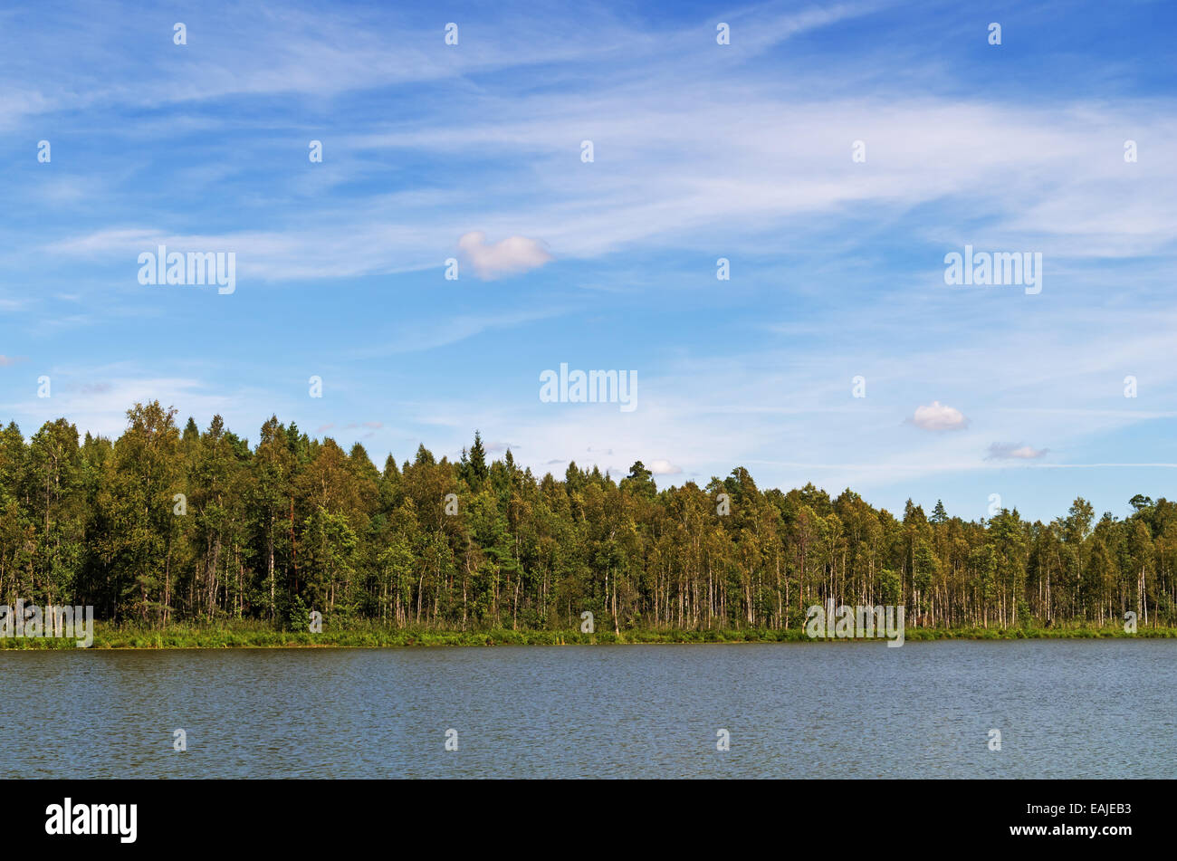 Summer lake landscape. The lake with brown water. Color of water from a ...