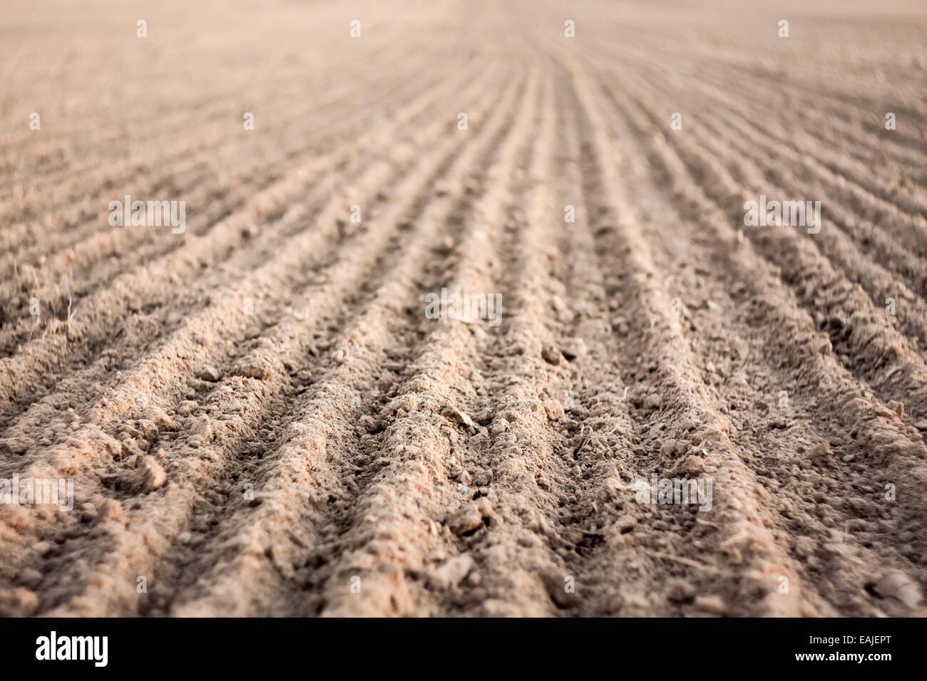 Background Of Newly Plowed Field Ready For New Crops. Ploughed Field In ...