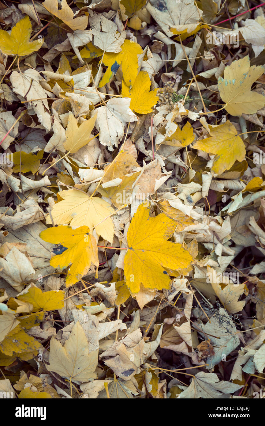 Background of fallen leaves Stock Photo - Alamy