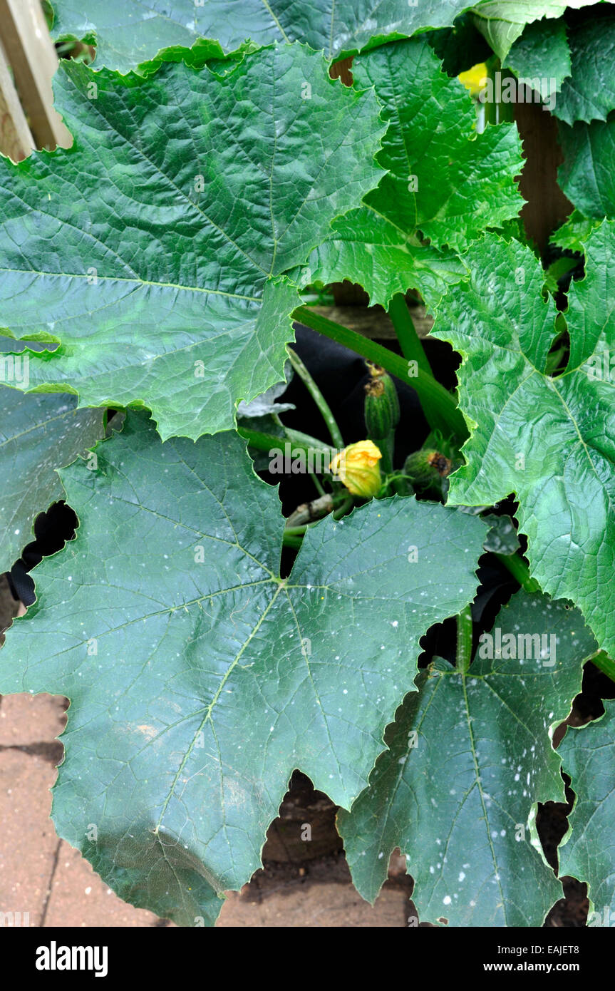 Marrow plant hi-res stock photography and images - Alamy