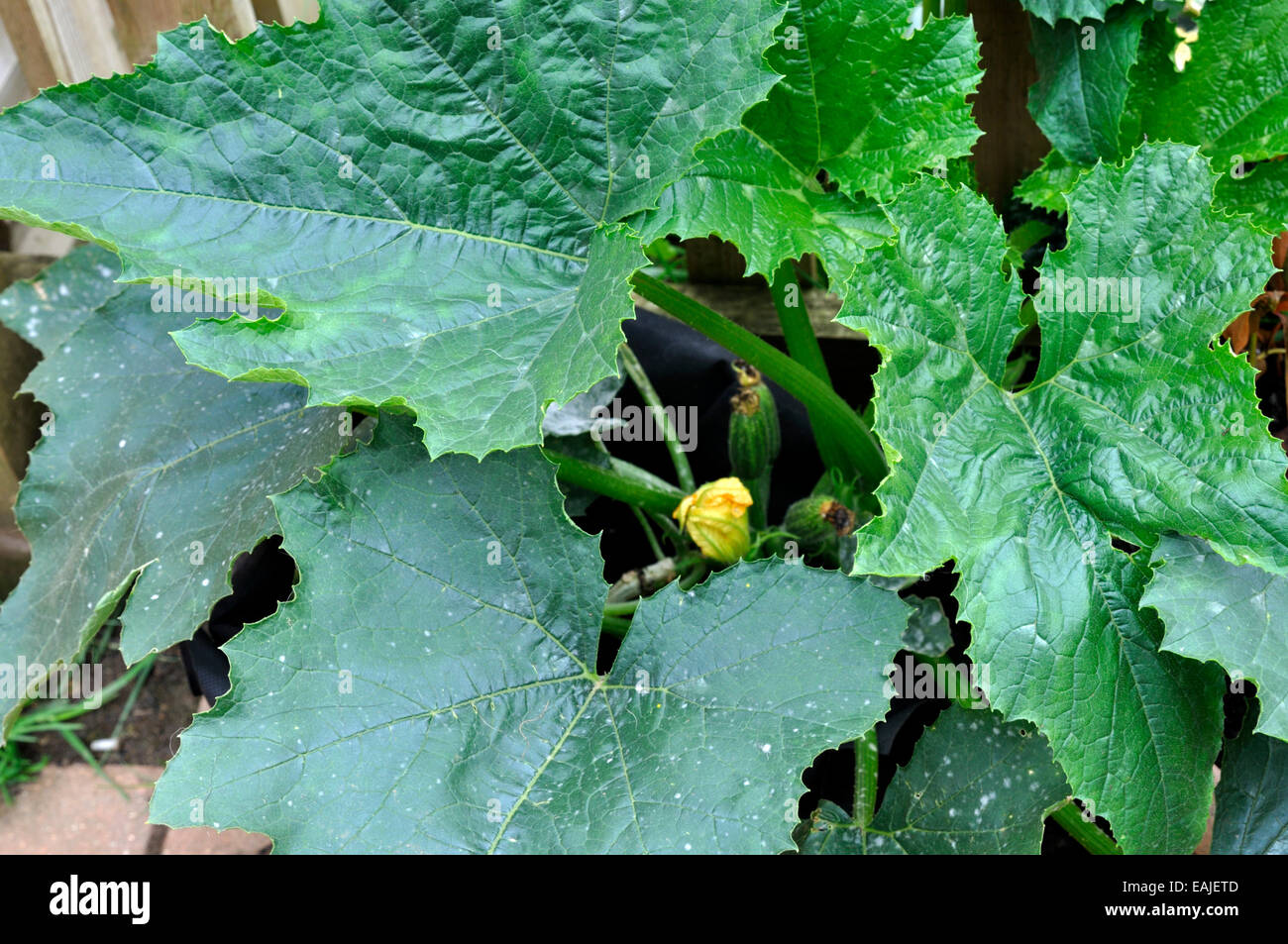 Marrow plant hi-res stock photography and images - Alamy