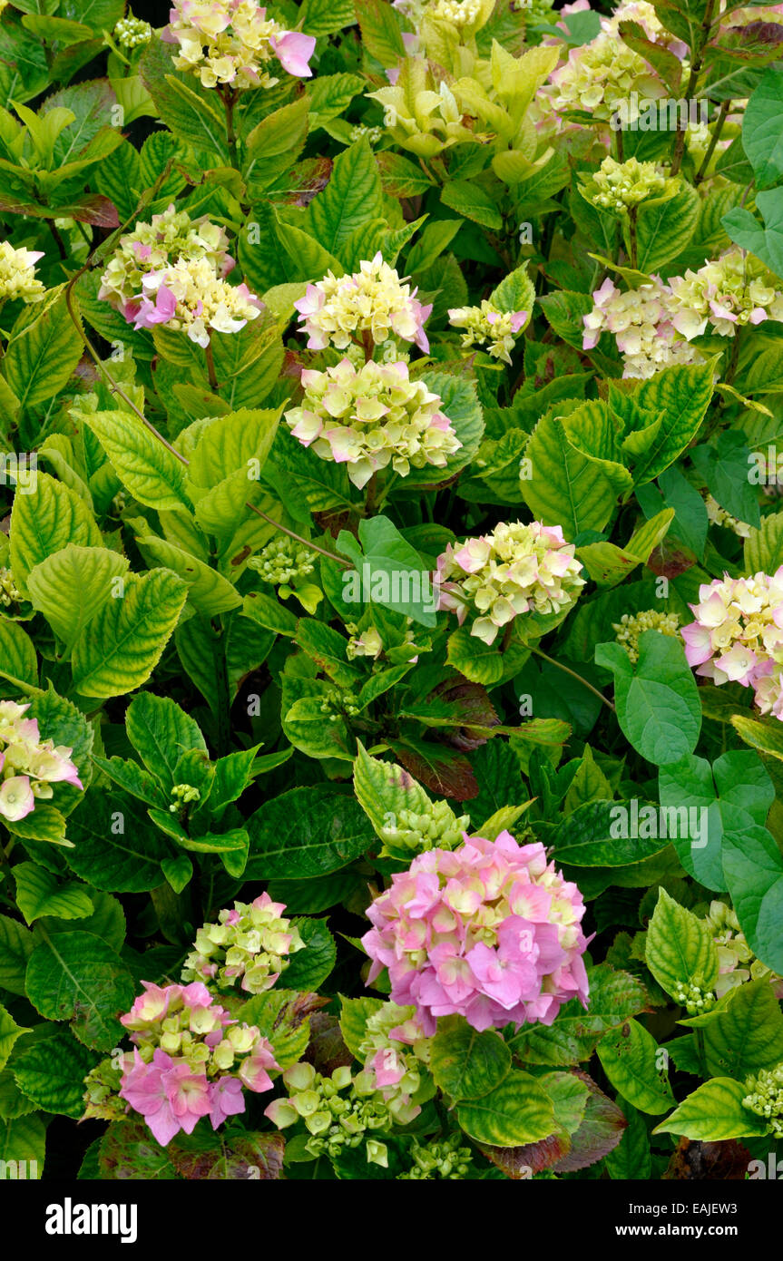 Pink Hydrangea macrophylla Flowering in Garden Border Stock Photo - Alamy