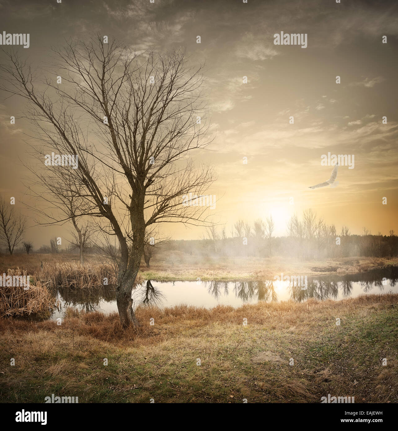 Bird over autumn river at sunrise with fog Stock Photo - Alamy