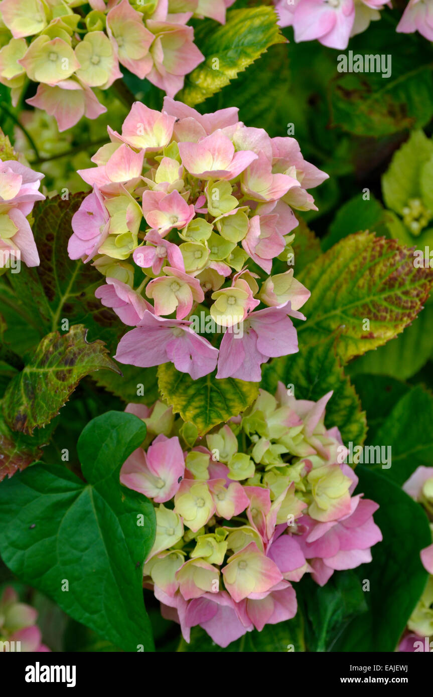 Close-up of Pink Hydrangea macrophylla Flower Heads Stock Photo - Alamy
