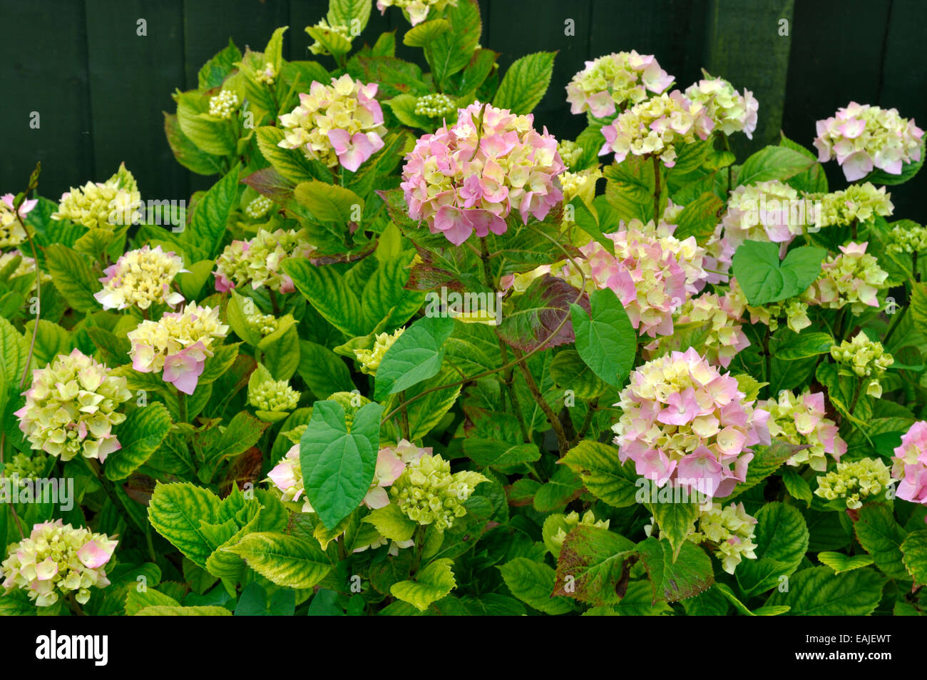 Pink Hydrangea macrophylla Flowering in Garden Stock Photo - Alamy