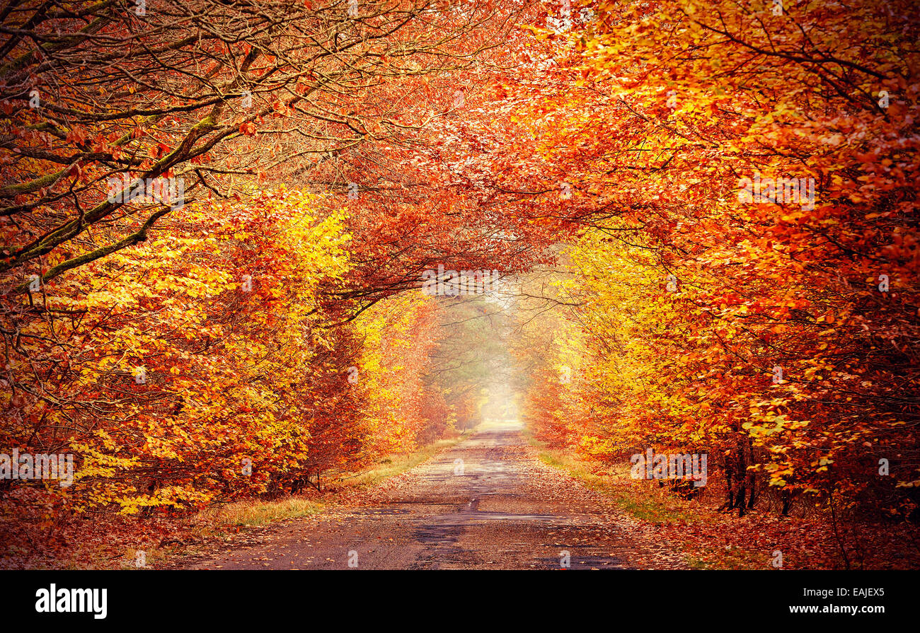 Intense colors hi-res stock photography and images - Alamy