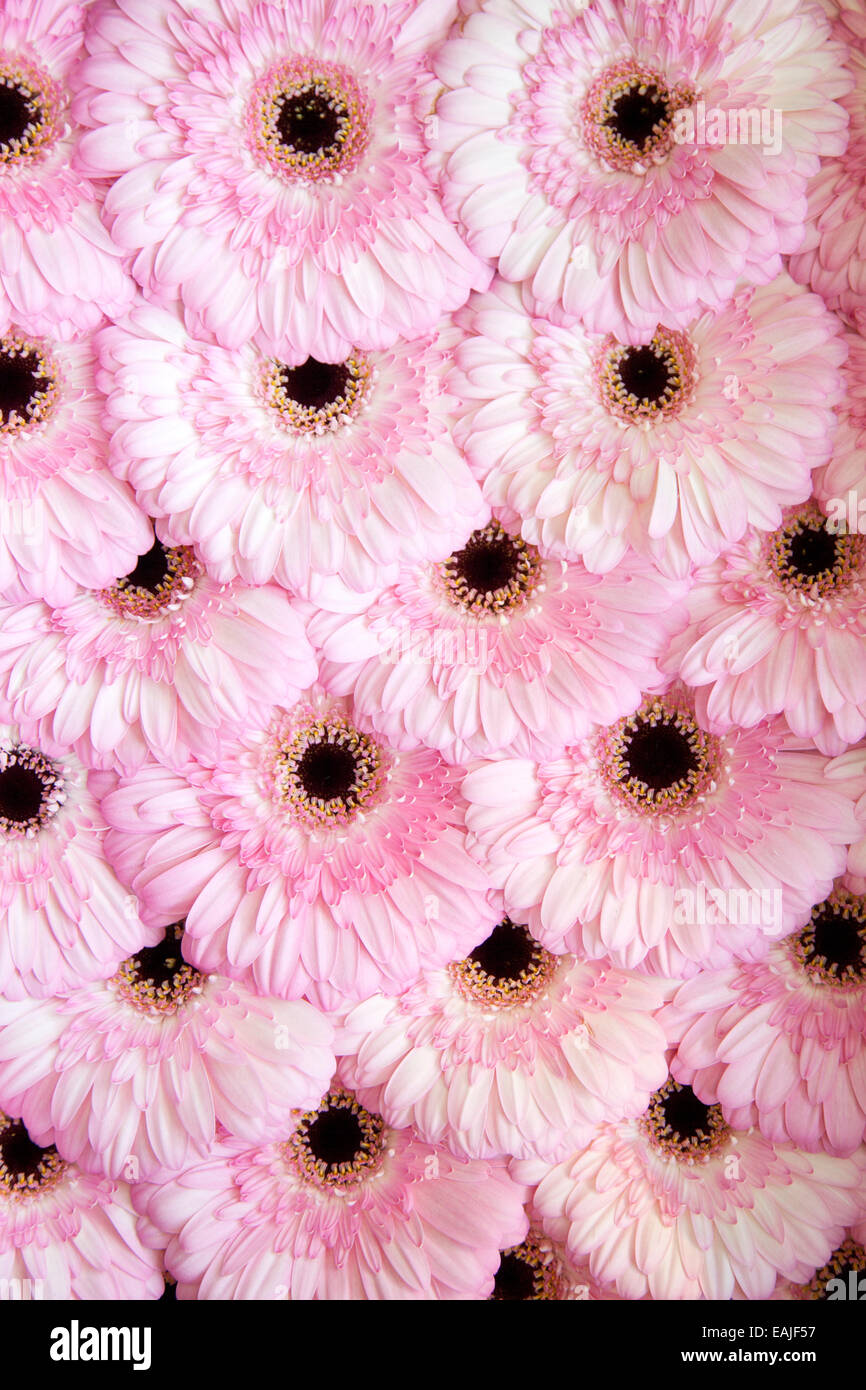 flower heads of pink gerbera close together Stock Photo - Alamy